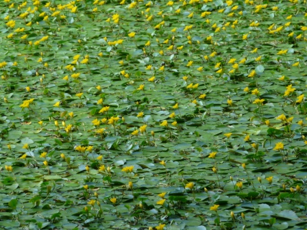 Nymphs ravish Lake Cheston | David George Haskell