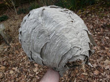 Nested sets | David George Haskell