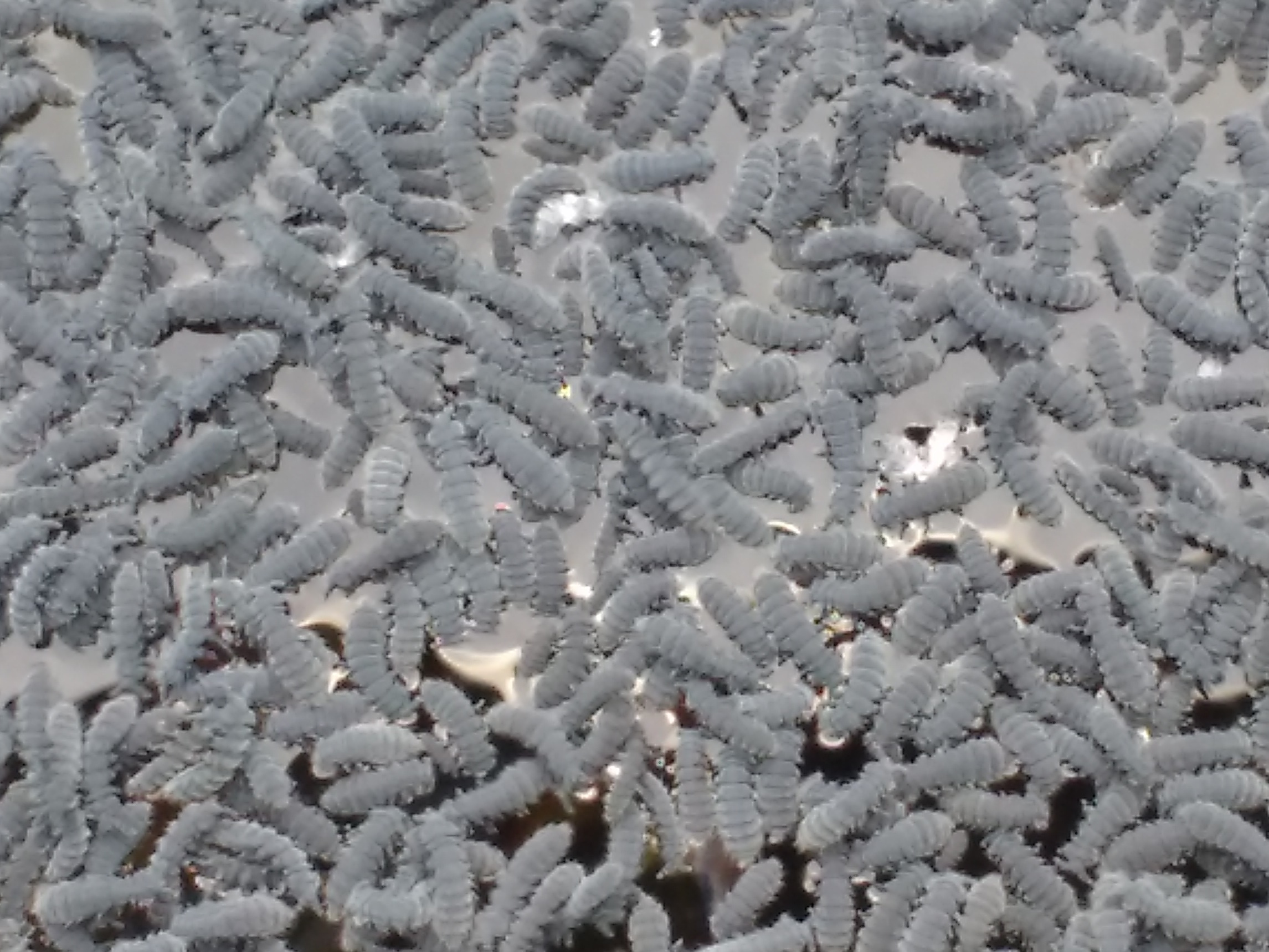 Mastery through simplicity: Tide pool springtails, Anurida maritima ...