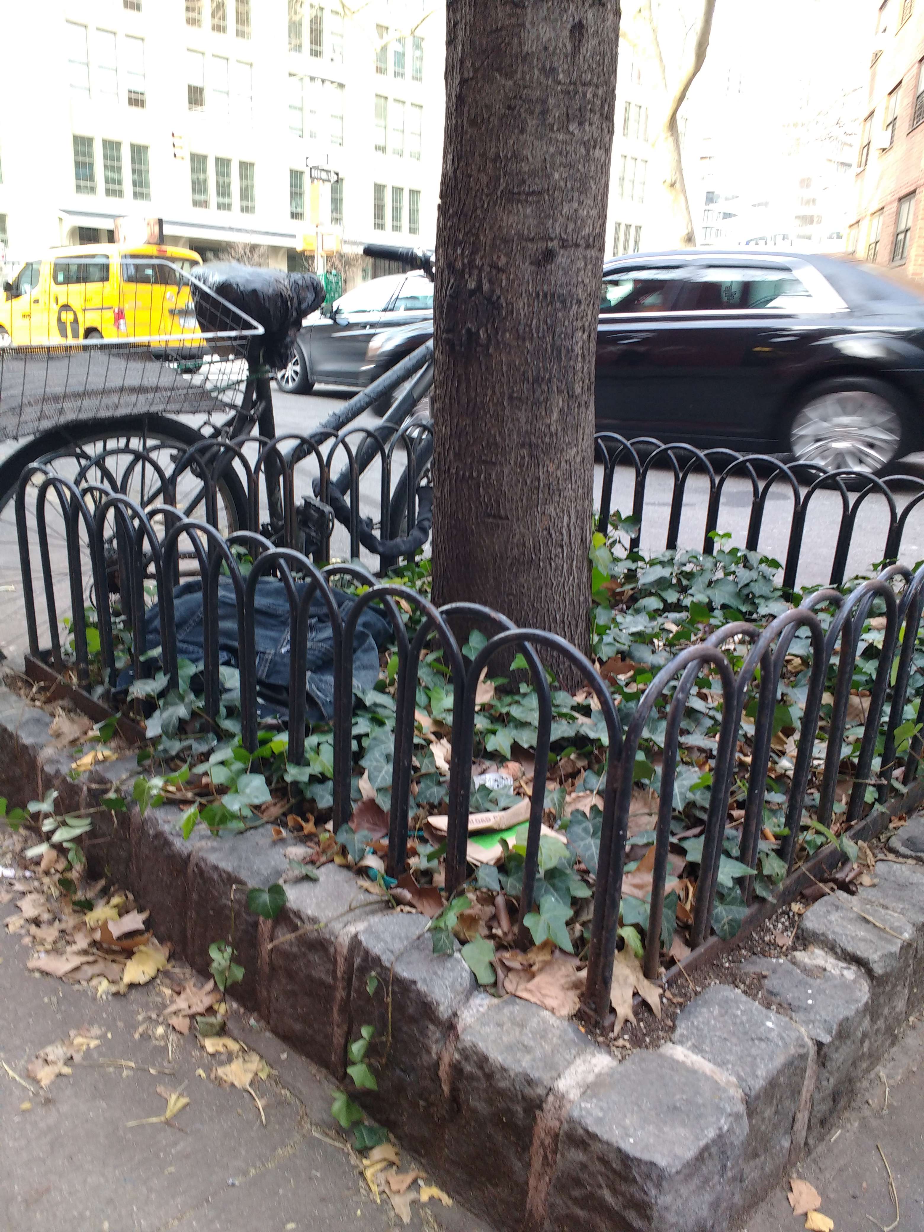 Tree guards of New York: story fragments. | David George Haskell